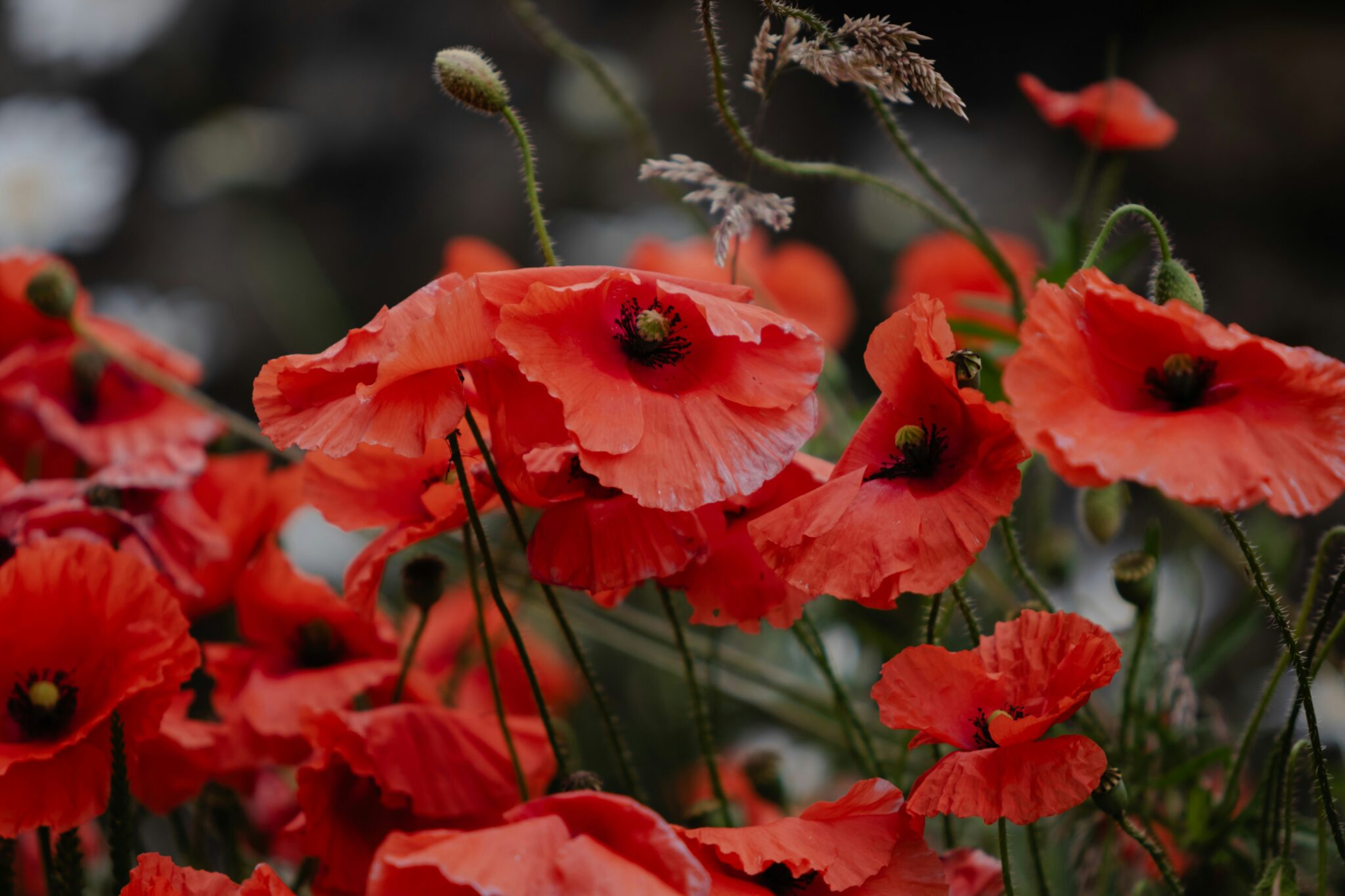 Remembrance Day: Honouring the Past and Building Connection - Love ...